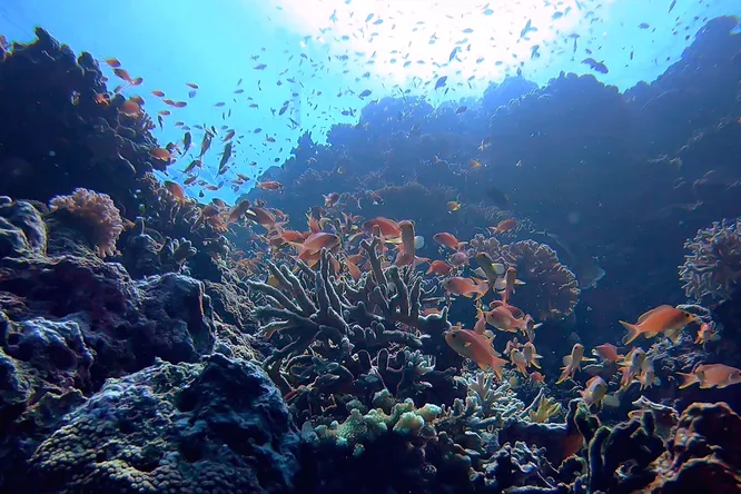 Coral reef resurrect sa tulong ng "musika"