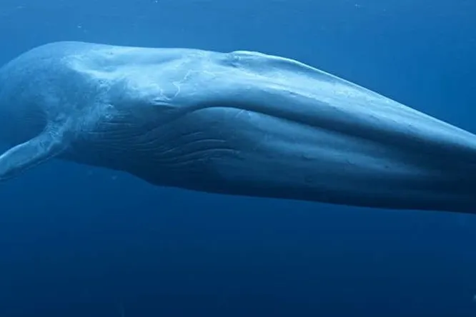 Ulinganise imvamisa eluhlaza okwesibhakabhaka whale