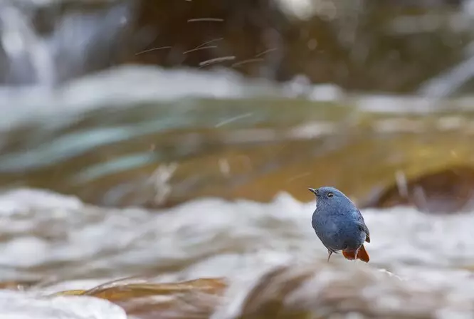 Vaadake hämmastavaid fotosid - ökoloogia võistluse võitmise võitjad 1099_3