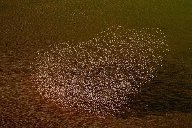 Fotografie déi d'Konscht vun Eökologie Kategorie gewonnen huet. D'Bild erfaasst Flamingos fléien op Lake Magadi an Kenia