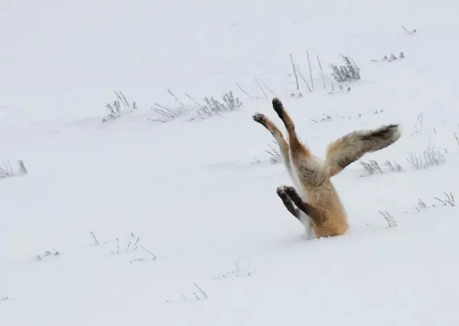 Top 5 funny fotogrāfijas no pasaules savvaļas dzīvnieku 117957_2