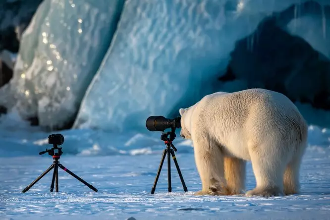 Top 5 funny fotogrāfijas no pasaules savvaļas dzīvnieku 117957_5