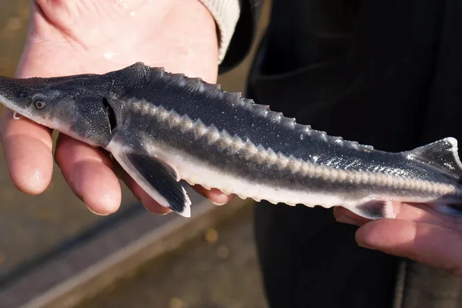 Mesterséges halak jelennek meg Oroszországban