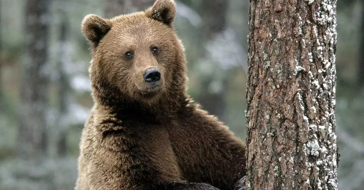 Tver Bears upprepade ödet av saber-tandade tigrar