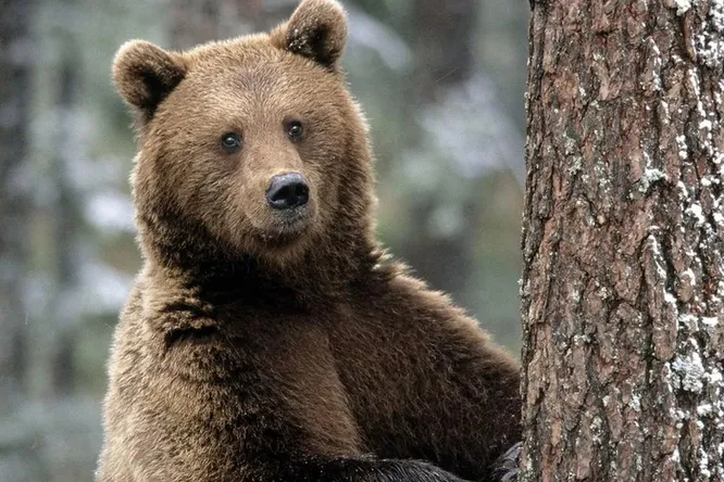 Tver ayiqlar saber tishli yo'lbarslarning taqdirini takrorladilar