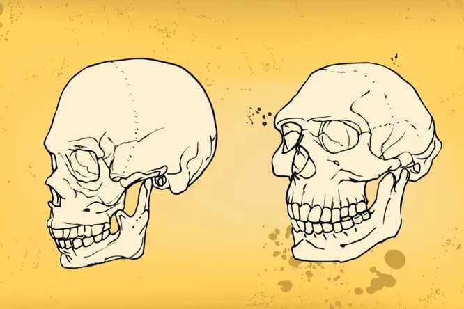 Les visages de personnes ont changé parce que nous avons domestiqué