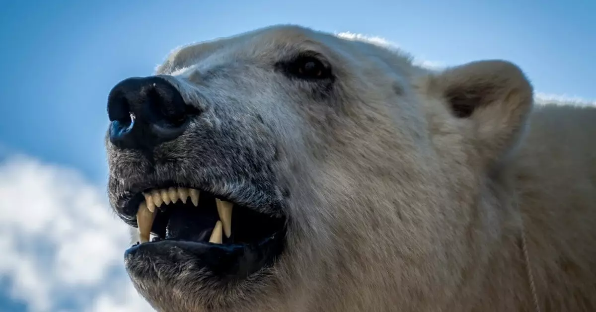 Chukotka qishlog'i oq ayiqlar bilan qamalgan