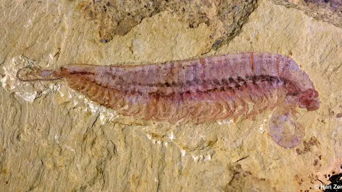 Fossal Kilinia