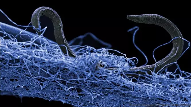 Nematode poikilolaimus sp. Auf bakteriellen Biofilm: ein kleines Ökosystem in Kopanang Mine. Tiefe 1.4 km.