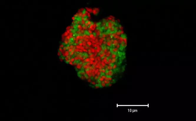 Arhey Anme-2 šūnas (sarkanās) un baktērijas (Desulfosarcina un Desulfococcus, zaļš) ekstrakts enerģiju no metāna emisijām