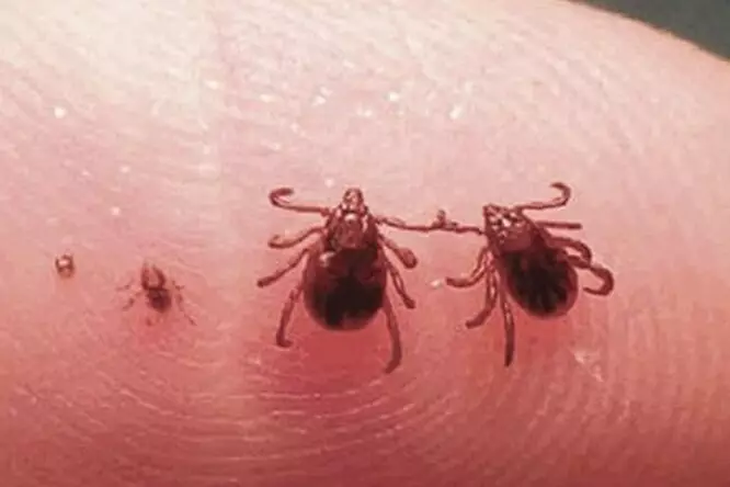 Global warming provokes ticks to attack people 145605_2