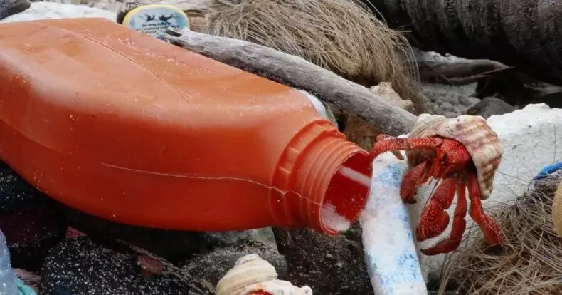 Plastic Garbage Dræber Millioner af Hermit Håndværk: Pads