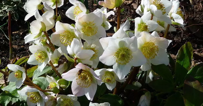 V Moskvi, cvetoče primroses