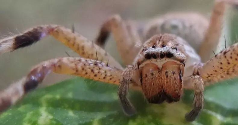 Encontrou um enorme ninho de caçadores de aranhas: um pesadelo da Austrália