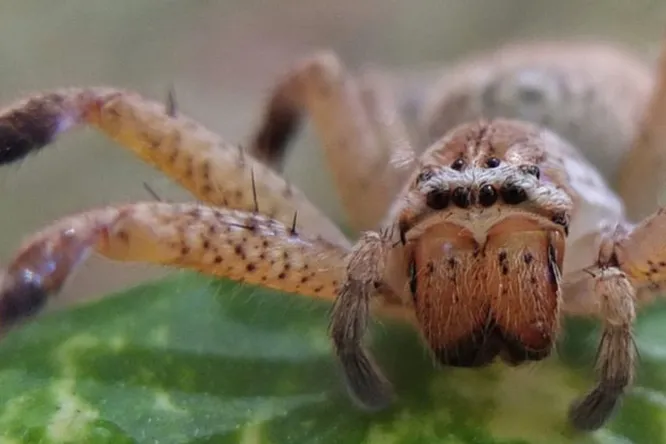 Gjetur një fole të madhe të spiders-gjuetarët: një makth nga Australia