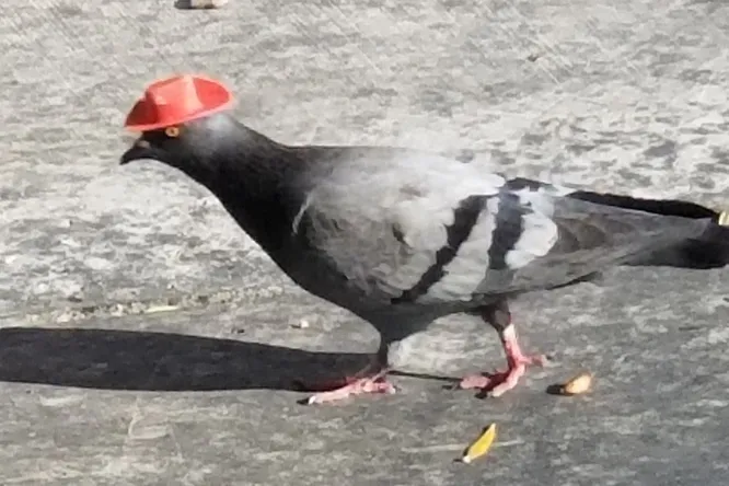 Pigeons Cowboys muncul di Las Vegas