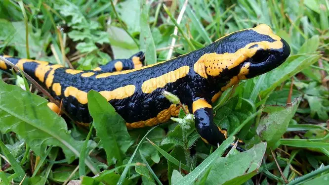 Salamander