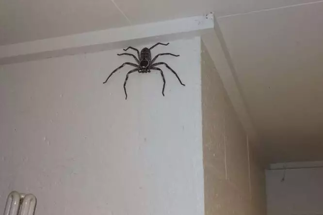 Ang matapang na Australya ay nanirahan sa isang taon na may higanteng spider sa living room 172917_2