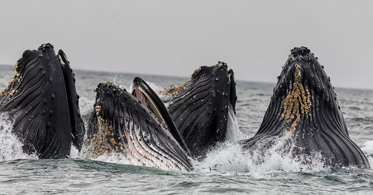 Pourquoi certaines baleines sont simplement grandes, et d'autres sont gigantesques