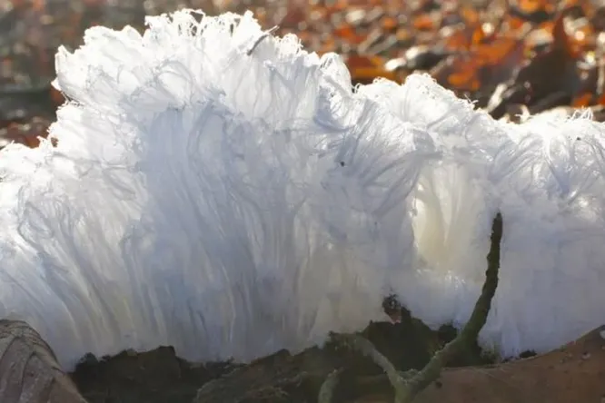 Per què els arbres creixen "pèls de gel" i quins fongs