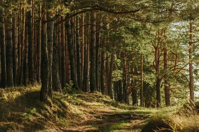 Lopen in het bos verwijdert stressgerelateerde stress 195854_2