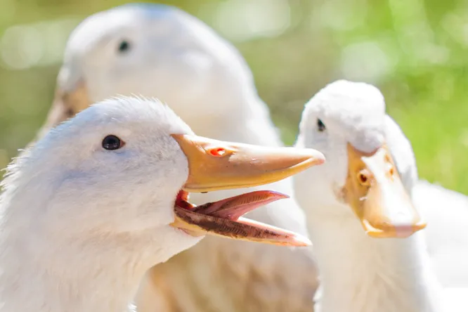 Masana kimiyya suna ƙoƙarin waƙa da mura Avian