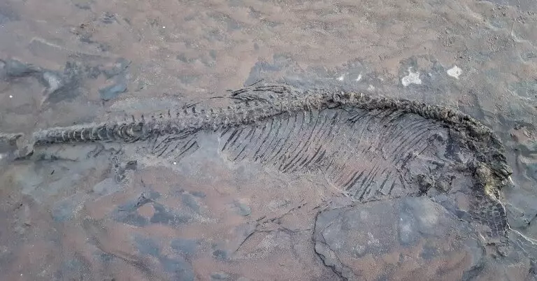 De Ingelsman fûn in skelet ichthyosaur op it strân