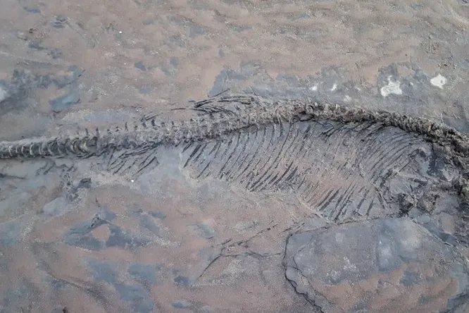 Anglež je našel skeletno ichtiosaur na plaži