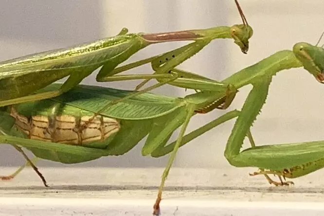 Natutunan ng mga lalaki ng mantis na mabuhay pagkatapos mating sa mga babae 205942_2