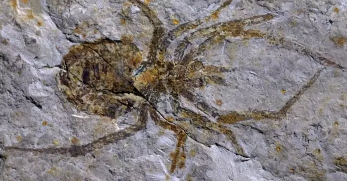 Iyo mesozoic spider yakashandurwa kuti ive yeChinese fake