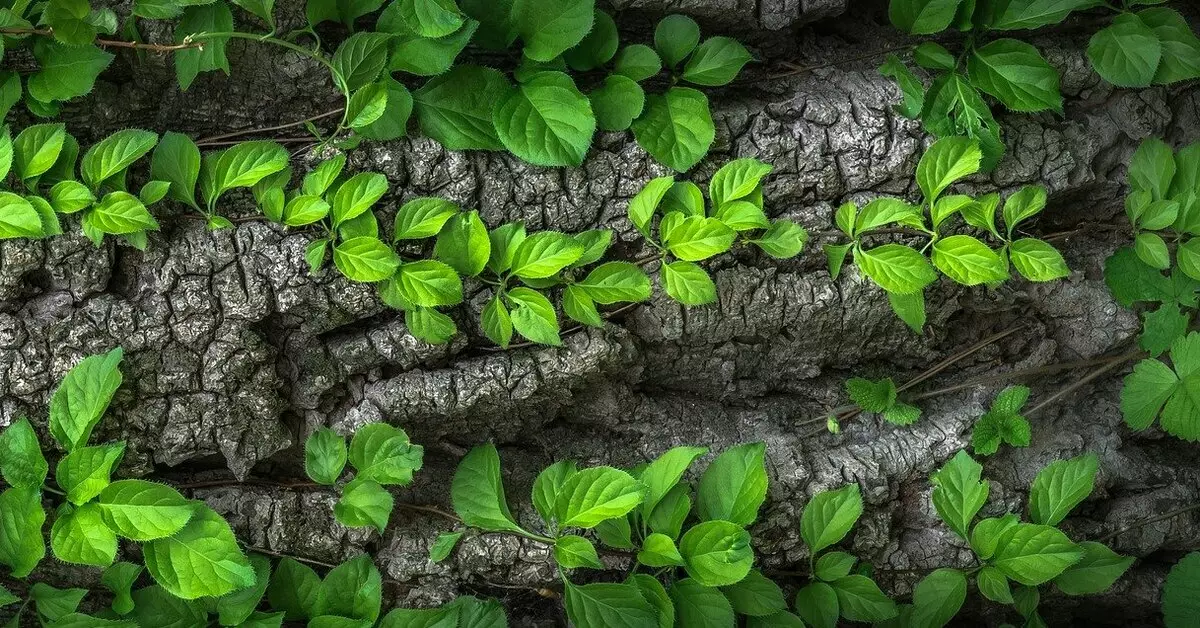 "Florecultura": ¿Por qué las personas cazan con teléfonos inteligentes detrás de las plantas?