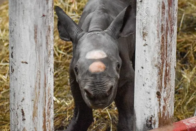 Regardez le jeune rhinocéros noir rare