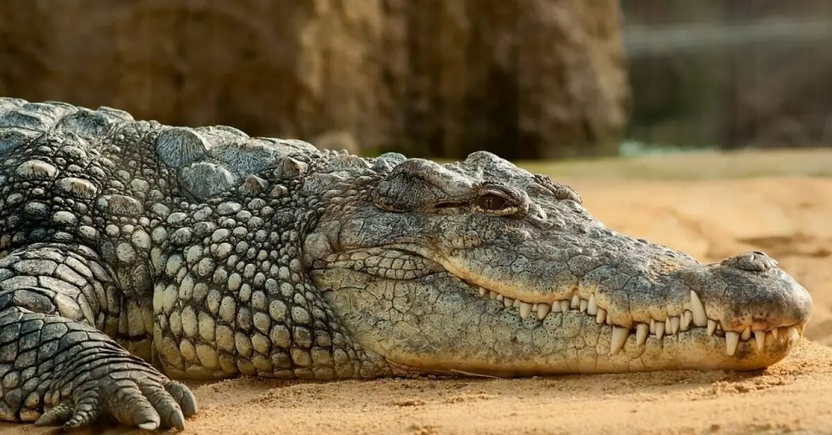 Krokodillen kunnen draf en galopperen