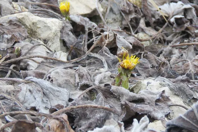 In den Vororten begannen die anormale Blüte der Wildpflanzen