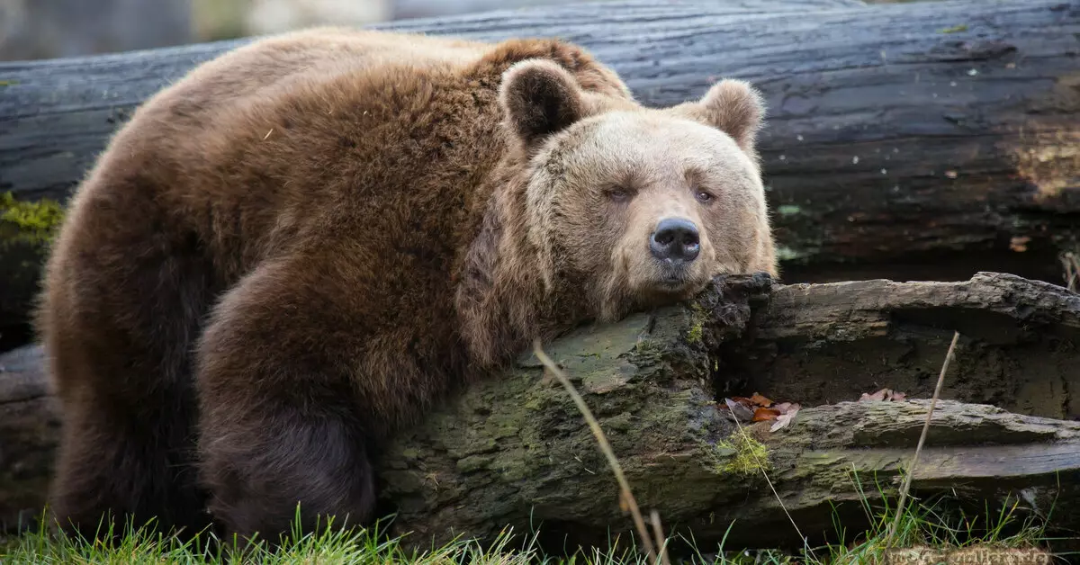 在塔本的野生動物園，熊的滅絕是安排的