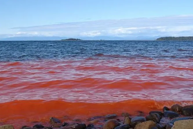 Mar thoradh ar "taoide dearg" bhí bás maise na dturtar muirí