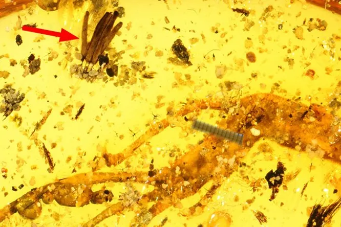 Ang prehistoric fossil mucus ay nagulat na siyentipiko: bisita mula sa nakaraan