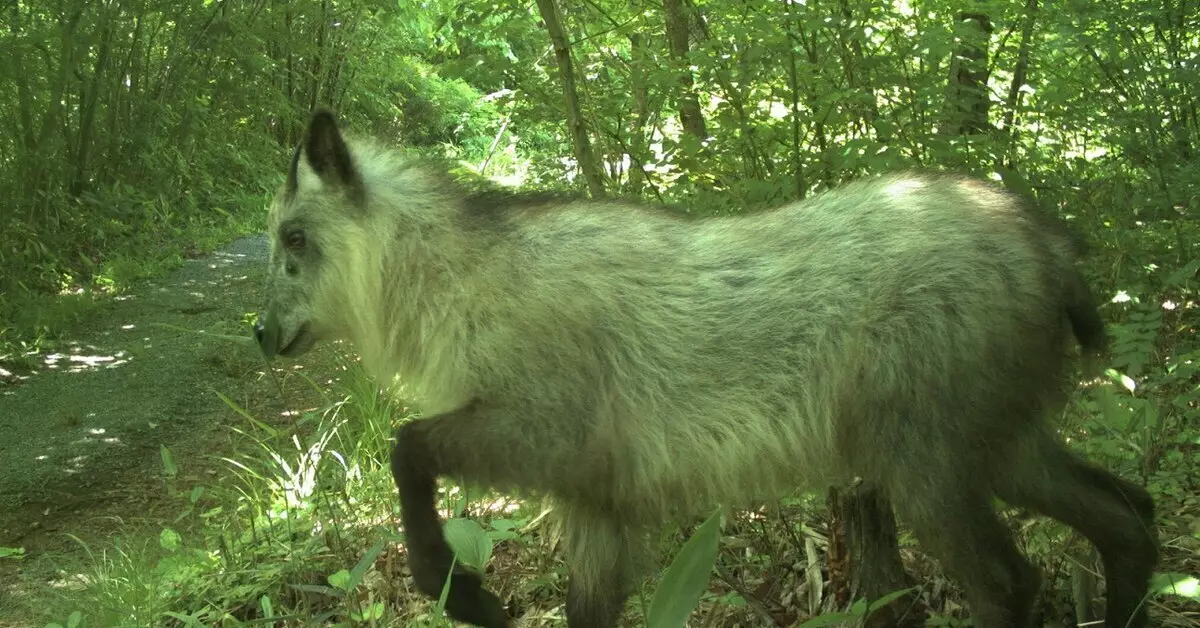 Pet let v Fukušimi se je vrnilo divje življenje: kjer nismo