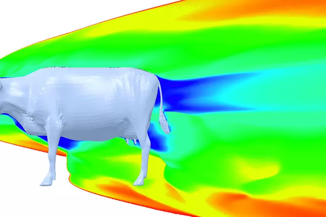 Why cows fly: cattle aerodynamics