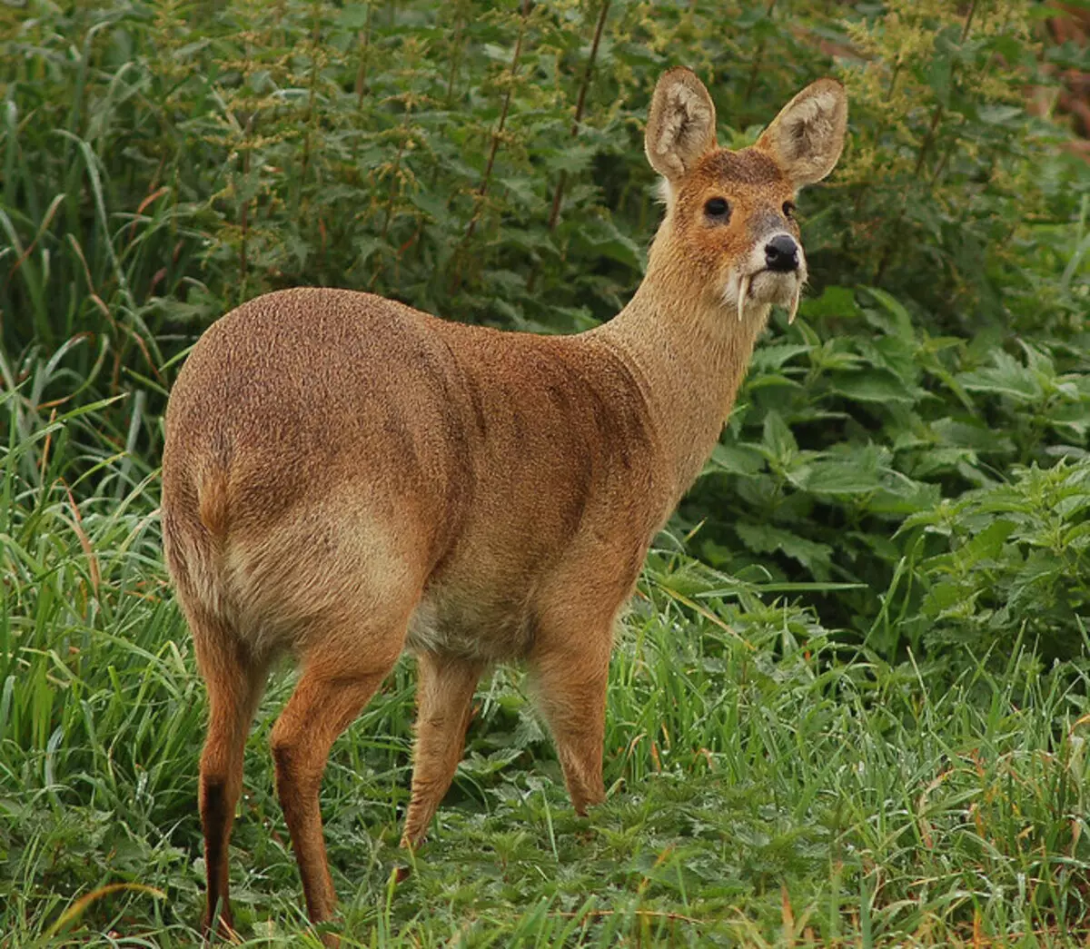 Deer de auga