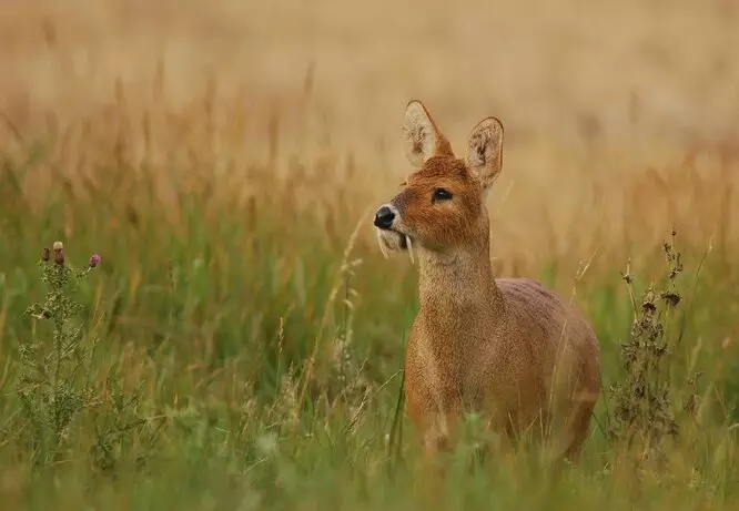 Deer de auga