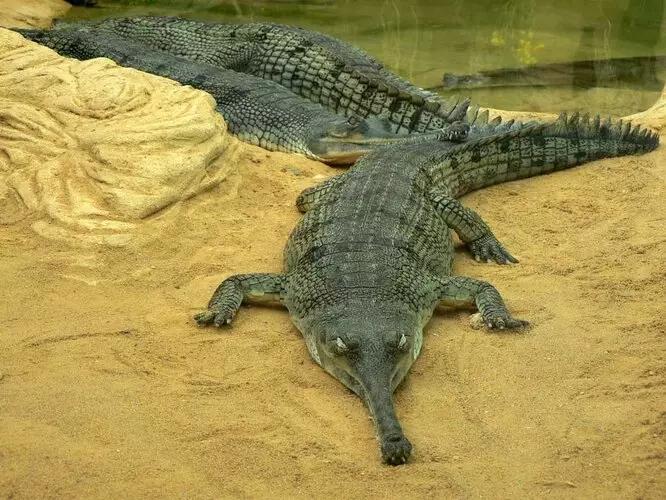 கங்கை gavial.