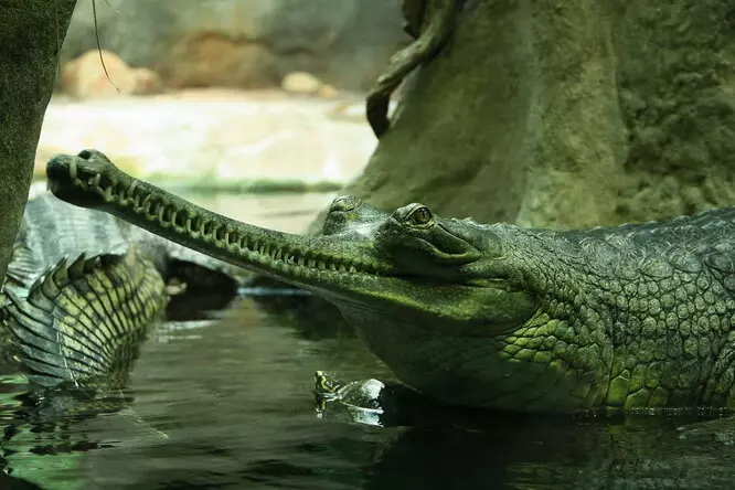 கங்கை gavial.