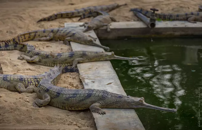 Ganges Gavial.