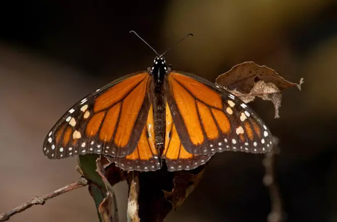 Papilio