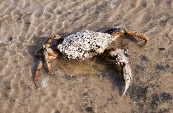 Crab