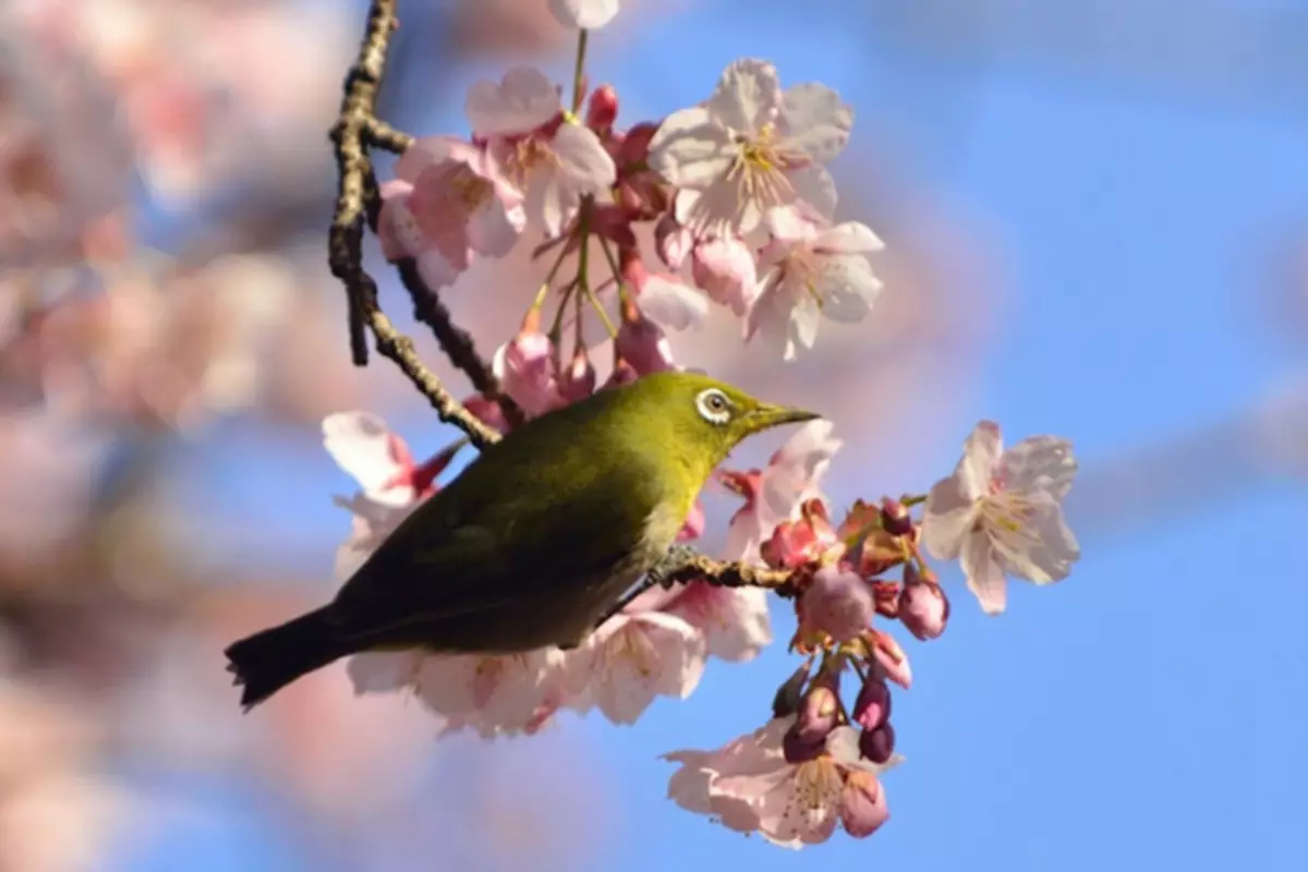 Albul japonez.