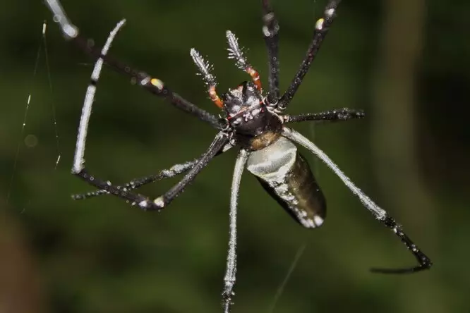 Spider Yoro kutoka kwa jenasi ya pete za dhahabu ni moja ya buibui kubwa zaidi ya sayari. Ni ukubwa gani? Kwa mfano, kutosha kupata ndege ndogo kwenye wavuti. Na ndiyo, yeye ni sumu - kwa kiwango cha mjane mweusi. Katika mythology ya Kijapani kuna spiderman yoroguo, ambayo inachukua kuonekana kwa mwanamke mzuri akivutia katika mitandao yake na kula.