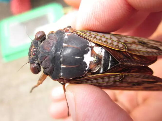 Tsicada gëtt weltwäit fonnt, awer et ass a Japan, datt si eng vun den Haaptspiller vun der Dier Welt sinn. De Kläng verëffentlecht vun hinnen dacks am Hannergrond op japanesch Filmpkeeter klëmmt gi u berufflech literaresch Aarbecht ernimmt. Allgemeng si mat all hier hierscht onbestëmmt, ausser exzessiv laangen a schwaacher Erklärung.