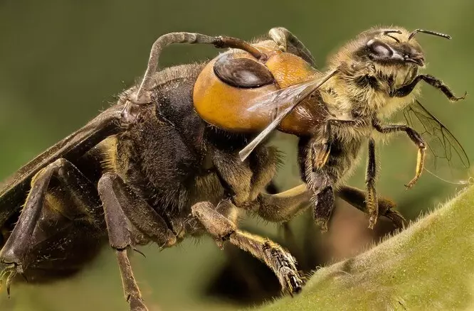 De Jantierer Reaalen Horet ass "Fuduzabati" genannt, déi als "Spatz-Bee iwwersat gëtt. Firwat? Well et ass d'Gréisst vum Spatz. Dës Harnes hunn e schlechten Temperament, enorm Sting an verdammt e staarken nenotoxixixesche Gëft. Si sinn Affer vun de speziellen Pheromonen un a verfolgen an hir Kilometer verfollegen. Si kill 40 Leit pro Joer - méi wéi all aner Insekt oder Déier vu Japan.